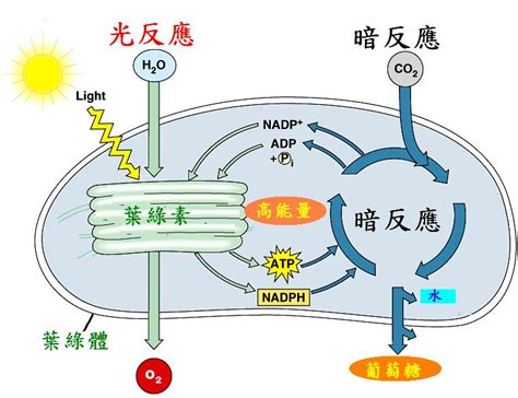 光合作用 BIO WEB OF ZELL