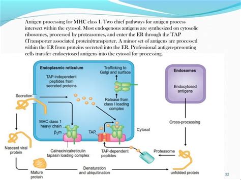 Advanced Immunology Antigen Processing And Presentation Ppt