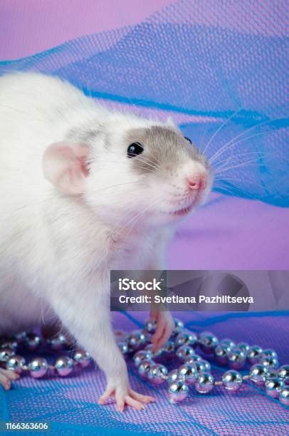 섬세한 파란색과 분홍색 배경에 검은 눈을 가진 우아한 흰색 쥐 0명에 대한 스톡 사진 및 기타 이미지 0명 2020년 가축 Istock