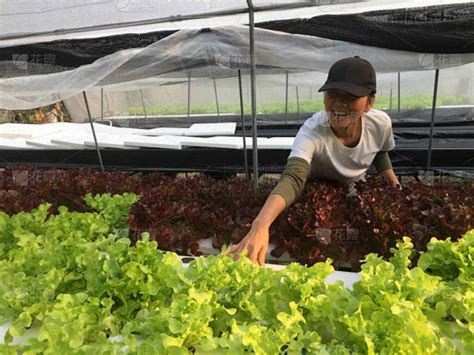 农夫收获水耕植物雾培沙拉蔬菜