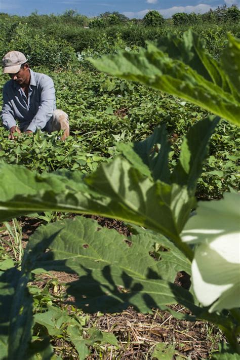 Francisco Graziano Neto Poder360