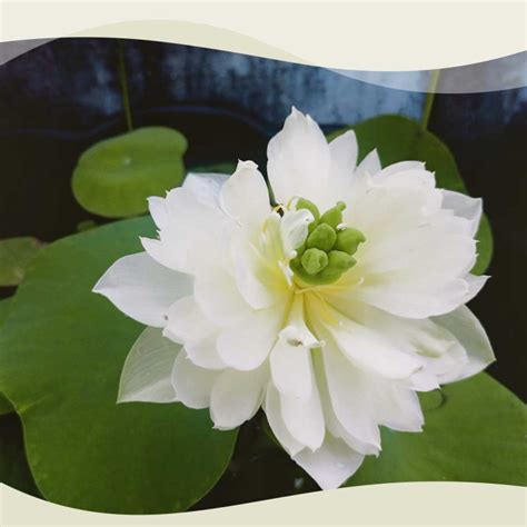 Lotus Flower Plant Beautiful Aquatic Garden Plant