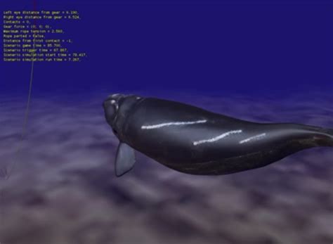 Using Computer Models To Help Solve The Right Whale Entanglement