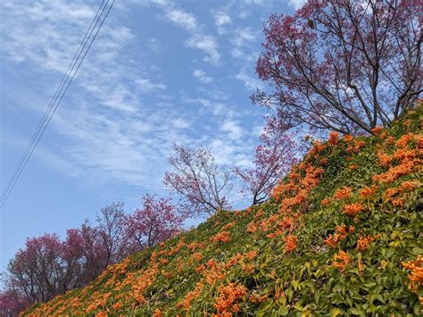 如夢令炎夏 喵城 udn城市