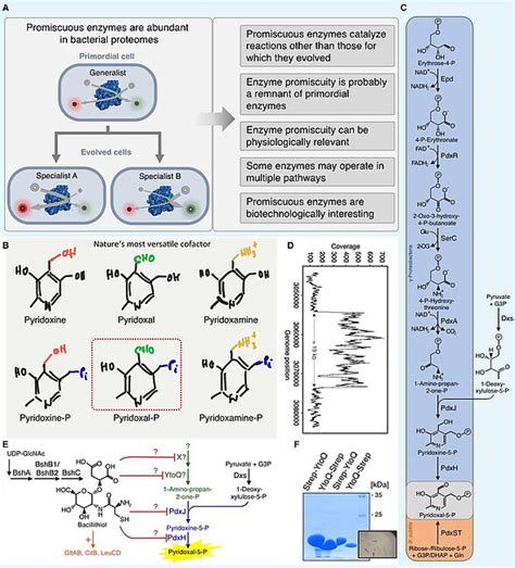 Metabolic Pathways Overview Of The Most Important Metabolic Pathways