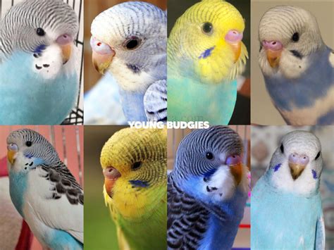 Male Or Female How To Tell The Sex Of The Budgie Photos Step By