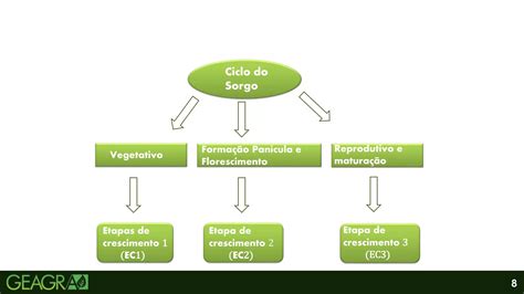 Fenologia E Fisiologia Do Sorgo E Milheto Pptx