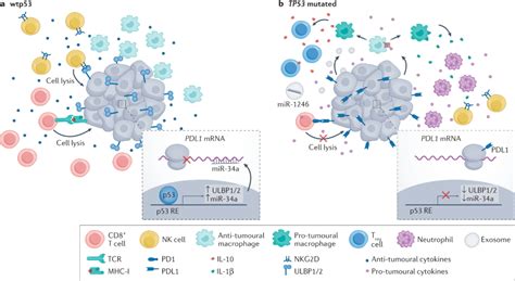 Nat Biotech 癌症中p53的药物治疗 一种蛋白，多个靶点 知乎