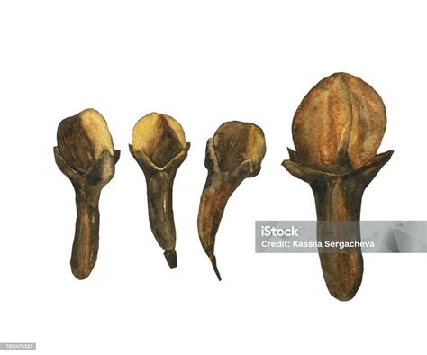 흰색 배경에 고립 된 정향 향신료의 수채화 세트 갈색 건조 정향 싹 요리 약 시지지움 방향족 손으로 그린 그림 네 가지 요소의 클립 아트 0명에 대한 스톡 벡터 아트 및