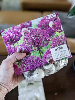 How To Plant Grow Allium Aka The Ornamental Onion