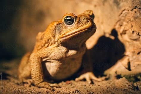 Dangerous Toad In Australia By Stocksy Contributor Mauro Grigollo