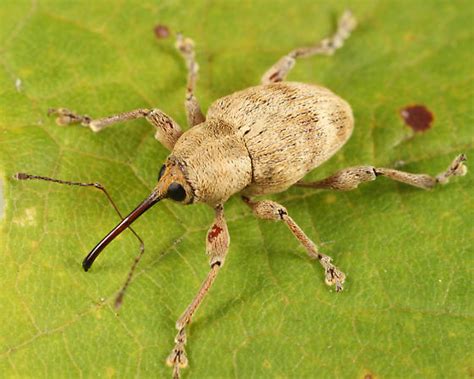 Acorn Weevil Curculio Bugguide Net