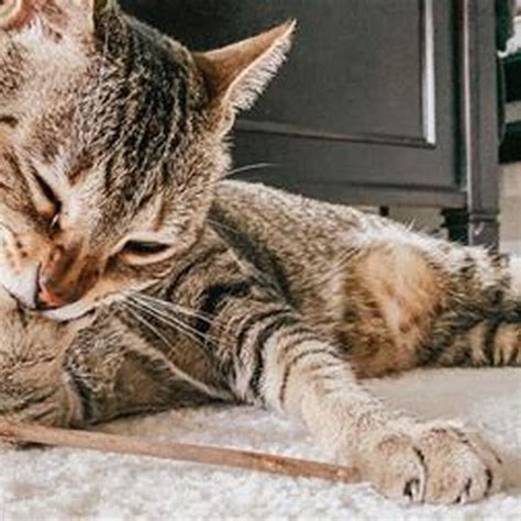 Is Silvervine The Same As Catnip Diy Seattle