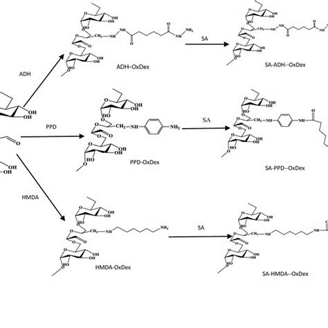 Synthesis Scheme For Amphiphilic Dextran Derivative Download Scientific Diagram