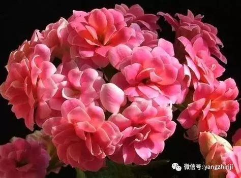 30款超美艷盛開的長壽花很多你都沒見過哦 每日頭條