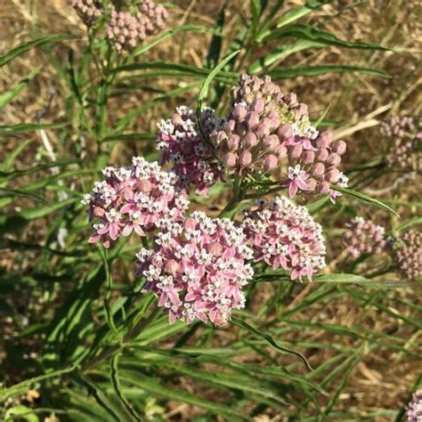 Narrowleaf Milkweed Asclepias Fascicularis Packet Of 7 Seeds Etsy