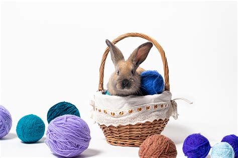 귀여운 푹신한 갈색 토끼는 뜨개질 원사의 얽힌 바구니에 앉아 있다 달력 부활절 또는 엽서에 대한 아름다운 사진 가축에 대한 스톡 사진 및 기타 이미지 Istock