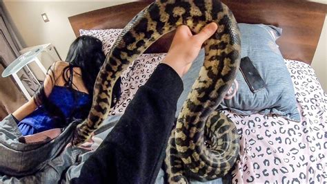 The girl likes sleeping with her python but one day the snake decided to eаt her but it didnt