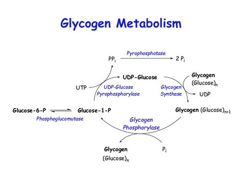 Glycogen Metabolism Pathway