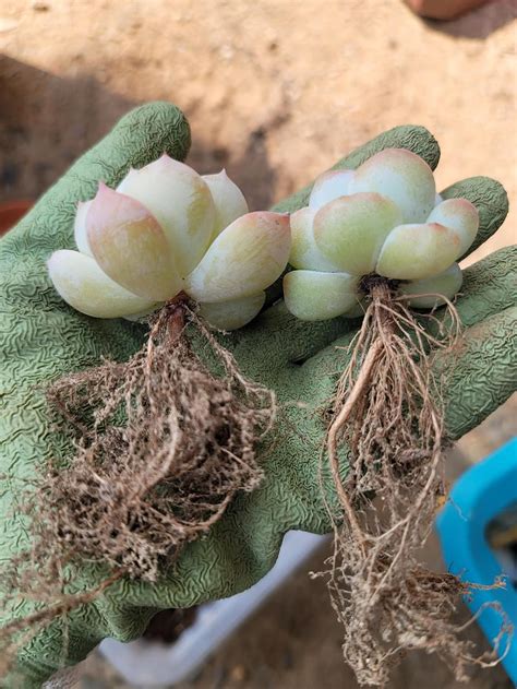 개화동 다육농장 명원다육에서 데려 온 초심 아이시그린 분갈이