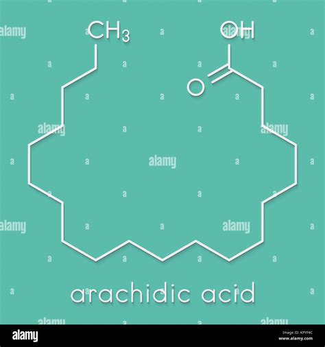 Arachidic Eicosanoic Acid Molecule Saturated Fatty Acid Skeletal
