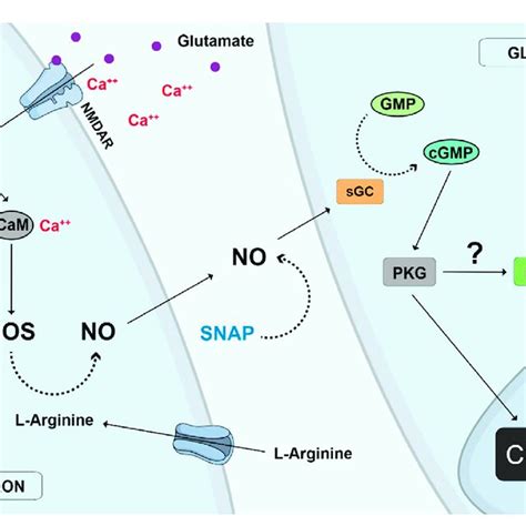Nitric Oxide No Neuronal Glial Cycle Activation Of Glutamate Nmda