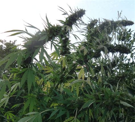 Congo Regular Seeds Ace Seeds