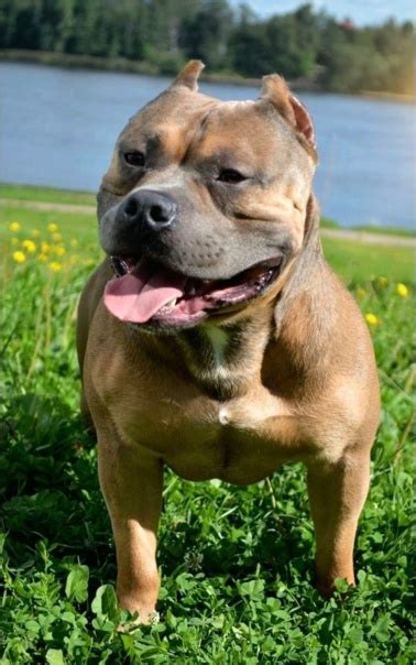 ‼️‼️ Пропала собака‼️‼️ Порода Американский булли покет Имя Персиваль отзывается на Перс