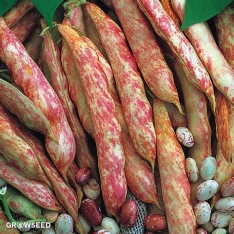 Borlotto Lingua Di Fuoco 2 French Bean Seeds