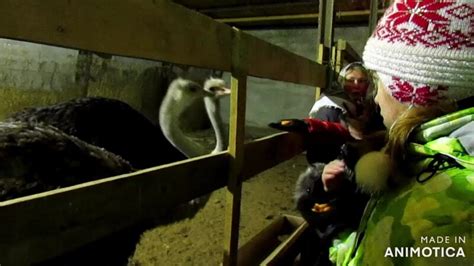 Ферма Животные совсем не домашние Смотреть онлайн в поиске Яндекса по Видео