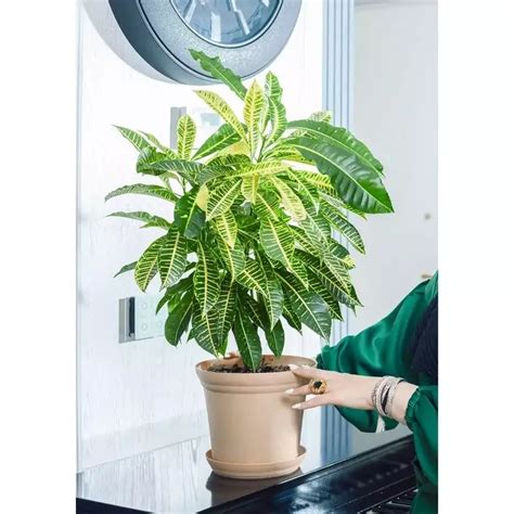 خرید و قیمت گلدان گل آذین مدل کاملیا کد 108 از غرفه گلخانه رُهام کاکتوس