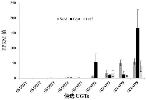 银杏中生长素n糖基转移酶蛋白及其编码基因与应用的制作方法