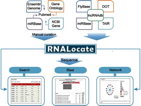 Rnalocate A Resource For Rna Subcellular Localizations Abstract Europe Pmc
