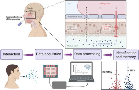 Schematic Comparison Of The Working Principle Of The Human Nose And Download Scientific Diagram