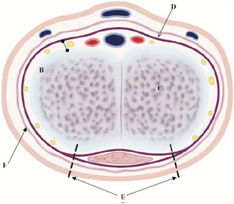 Frontiers Treatment Of The Enlarged Clitoris