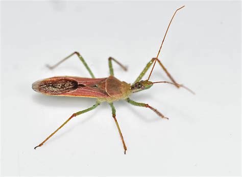 Leafhopper Assassin Bug Zelus Renardii Bugguide Net