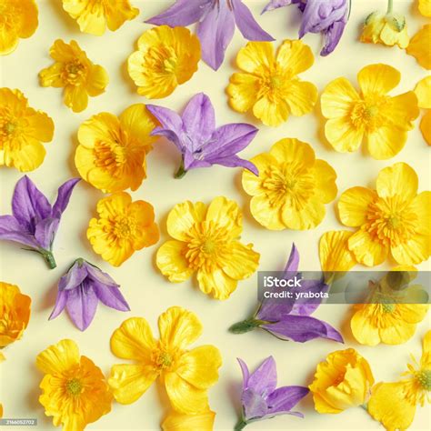 파스텔 베이지 색 배경에 노란색과 보라색의 부드러운 꽃 최소한의 반복 패턴 미적 인 꽃 평면 누워 사진 야생화 도라지