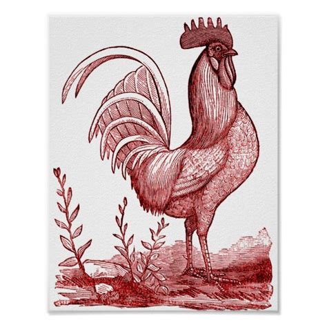Red Rooster Wall Art Rooster Wall Art Rooster Reds Poster