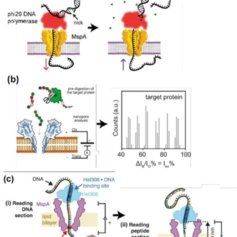 Motor Protein Kinetics And Peptide Detections Using Nanopore Sensing Download Scientific