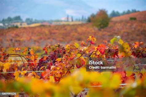 포르투갈의 세계에서 가장 오래된 와인 지역의 다채로운 가을 풍경 계단식 포도원에서 자라는 포도 덩굴의 다른 종류 레드 화이트 및 포트 와인의 생산 0명에 대한 스톡 사진 및