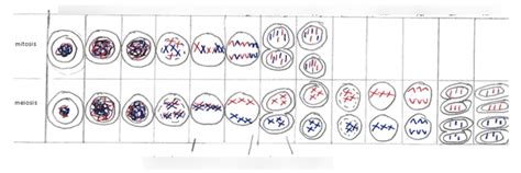 Bio 1 Exam 4 Problem Set Diagram Quizlet