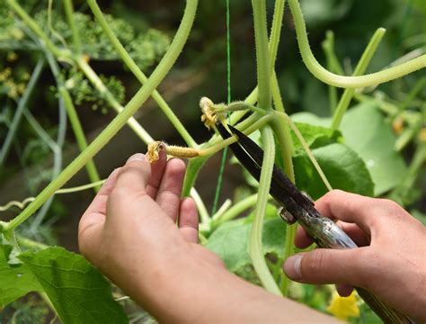 How Often To Prune Cucumber Plants