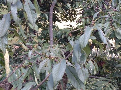 Prunus Napaulensis · Inaturalist