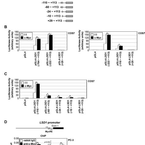 C Myc Activates The Lsd1 Promoter With Two Non Canonical E Boxes A A Download Scientific
