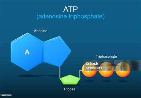 Atp Molecule Molecular Chemical Formula And Model Of Adenosine Triphosphate Stock Illustration