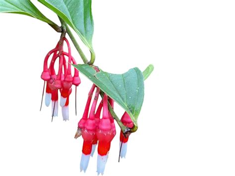 Psammisia Aberrans — Ecuagenera Usa Corp