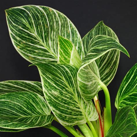 Philodendron Birkin