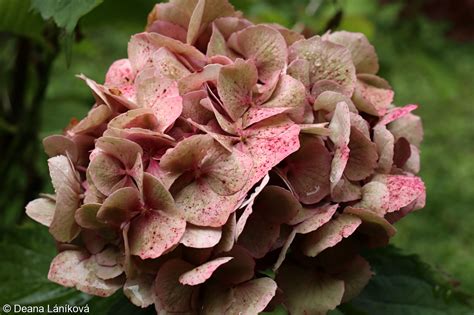 Hydrangea Macrophylla • Floraveg Eu
