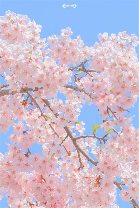 파노라마 Dailypanorama Twitter