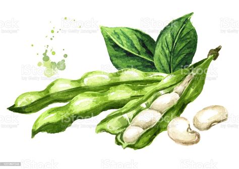 잎과 흰색 신장 콩 포드를 엽니 다 흰색 배경에 고립 된 손으로 그린 수채화 그림 그린빈에 대한 스톡 벡터 아트 및 기타 이미지 그린빈 수채화 0명 Istock